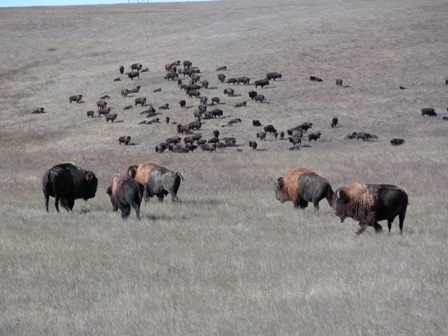 Lower Brule Sioux Tribe Department of Wildlife, Fish & Recreation - Big ...